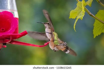 Female Ruby Throated Hummingbird Feeding While Stock Photo 701741497 Shutterstock