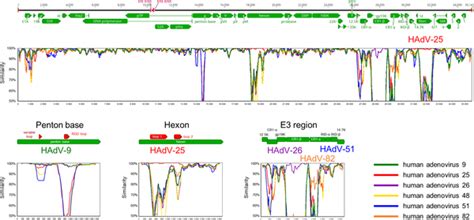 Adenovirus Classification