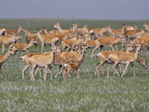 Дорнод аймгийн Байгалийн нөөцийн Хамтын менежментийн Нөхөрлөлүүд