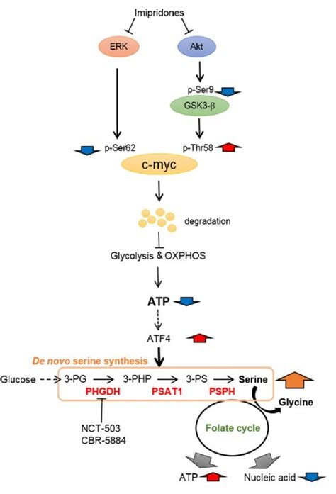 肿瘤干细胞代谢重编程biomarker及信号通路研究 生物器材网