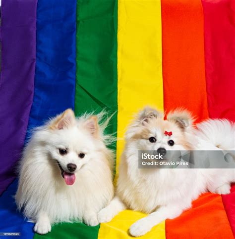 무지개 깃발 게이 자부심과 두 귀여운 흰색 독일어 스피츠 Pomeranian 갈색에 대한 스톡 사진 및 기타 이미지 갈색