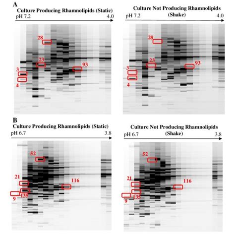 Two Dimensional Protein Expression Maps Of The Whole Cell Protein