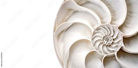 A Perfect And Amazing Fibonacci Pattern In A Nautilus Shell Sea Shell Close Up Created Using