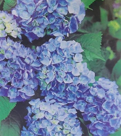 Hydrangea Macrophylla Blue 13cm ⋆ Cuckoo Bridge Nursery And Farm Shop