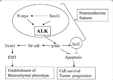 Schematic Representation Of Alk Signal Networks In Modulation Of