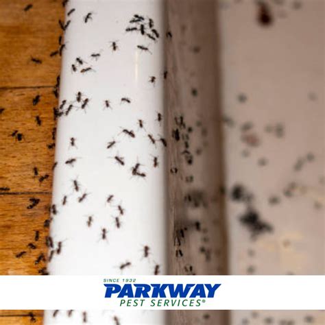 How To Prevent Ant Infestations In Your Home Year Round