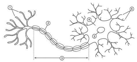 Neuron Anatomy Activity 9th Grade Quiz Wayground