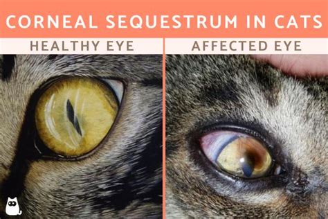 Secuestro Corneal En Gatos 2026