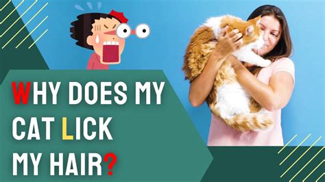 Why Does My Cat Lick My Hair The Adorable Answer You Need To Know