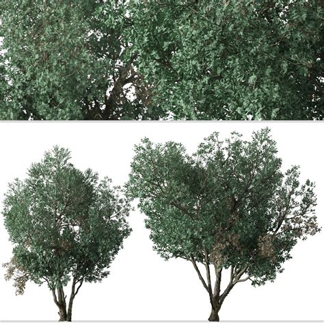 Set Of Tanbark Oak Or Lithocarpus Densiflorus Tree 2 Trees 3d