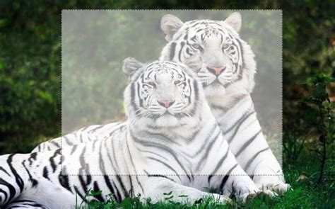 10 Jquery Image Crop Plugins For Your Next Project Learning Jquery