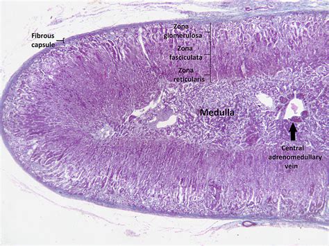 Difference Between Adrenal Cortex And Adrenal Medulla Definition