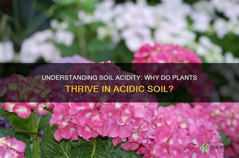 Understanding Soil Acidity Why Do Plants Thrive In Acidic Soil Shuncy