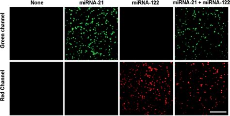 Simultaneous Detection Of Multiple Mirnas By The Single Molecule