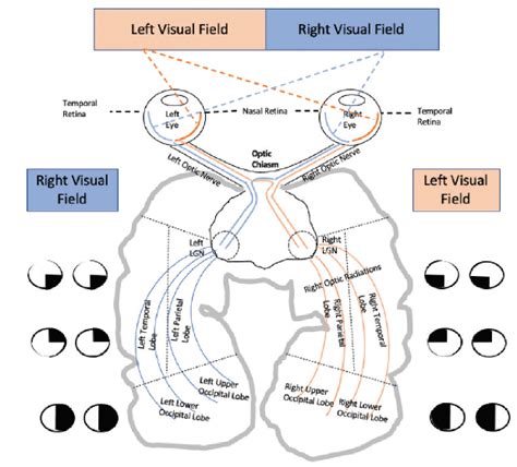Visual Field S Instagram Twitter Facebook On IDCrawl