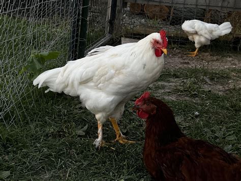 Sex Confirmationbreed Help Rbackyardchickens