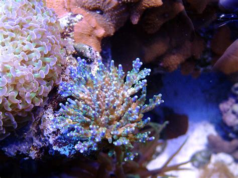 Acropora Eating Flat Worms Aefw Melevs Reef