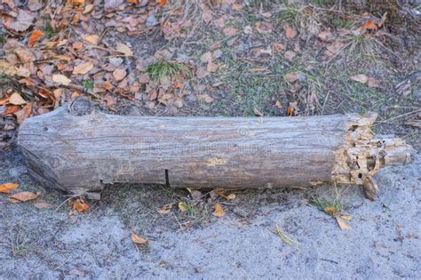 One Of Brown Pine Tree Log On The Ground Stock Image Image Of Energy Industry 344257357