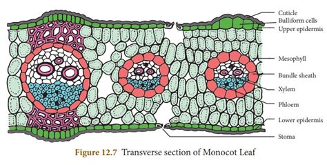 Diagram Of Internal Structure Of A Monocot Leaf Leaf Dicot S