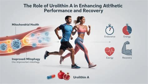 The Role Of Urolithin A In Enhancing Athletic Performance And Recovery