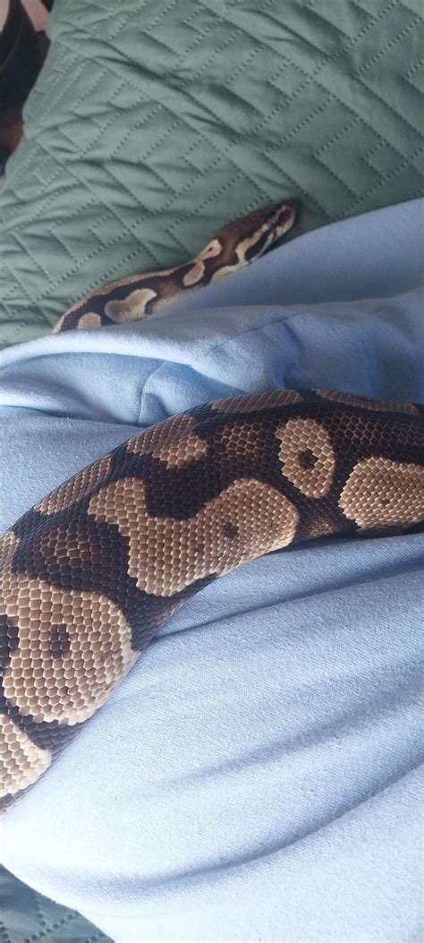 Ball Python Often Imitated Never Duplicated Ball Python Often Imitated Never Duplicated