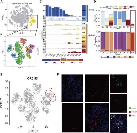 Dissecting The Single Cell Transcriptome Network Underlying Gastric
