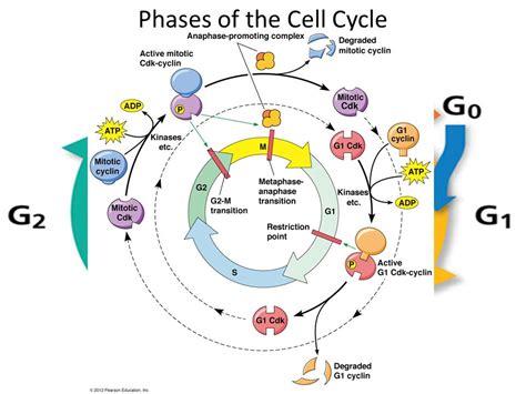 Cell Cycle Drawing At PaintingValley Com Explore Collection Of Cell Cycle Drawing