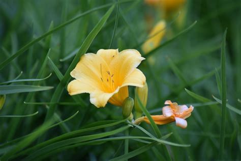 Flower Day Lily Grass Free Photo On Pixabay Pixabay