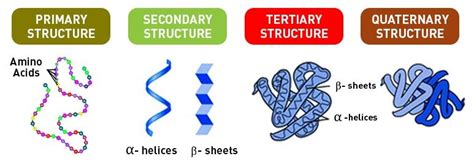 Proteins And Their Classification Cherry Branch Gallery
