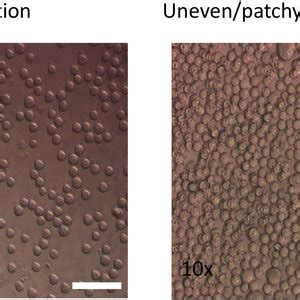 Effect Of Different Plating Methods On Cell Distribution Left Cells Download Scientific