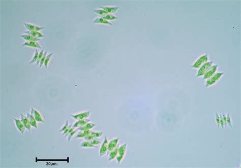 Algal Atlas Ofc