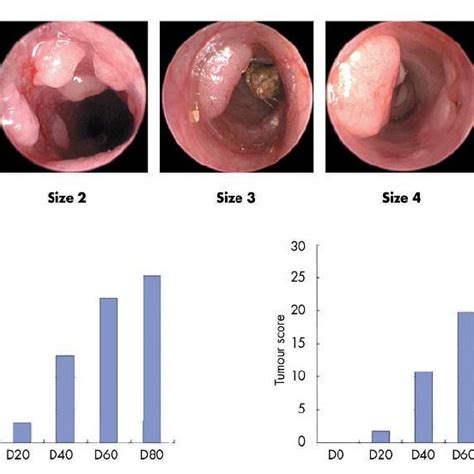In Vivo High Resolution Endoscopy And Chromoendoscopy Of Mice Treated