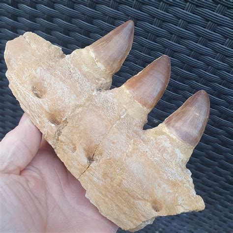 Fossil Mosasaur Jaw Fossilised Jaw Mosasaurus Beaugei 180 Mm 113 Mm Catawiki
