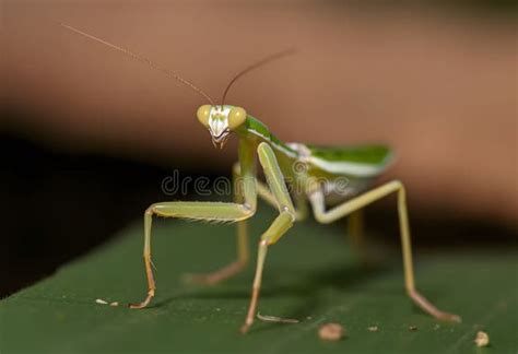 A Large Yellow Bug With Brown Legs And A Black Head Ai Generated Stock Illustration