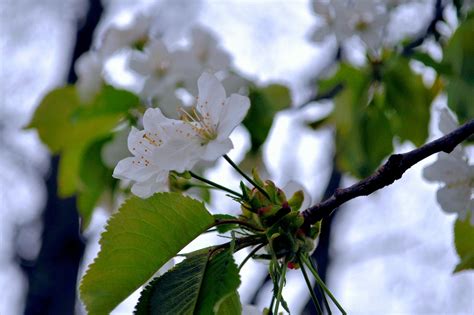 흰색 꽃 벚꽃 사쿠라 Pixabay의 무료 사진 Pixabay