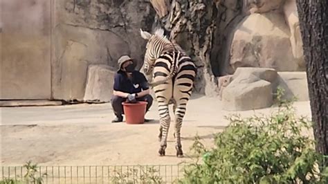 탈출 했던 얼룩말 세로 근황 어린이대공원 Youtube