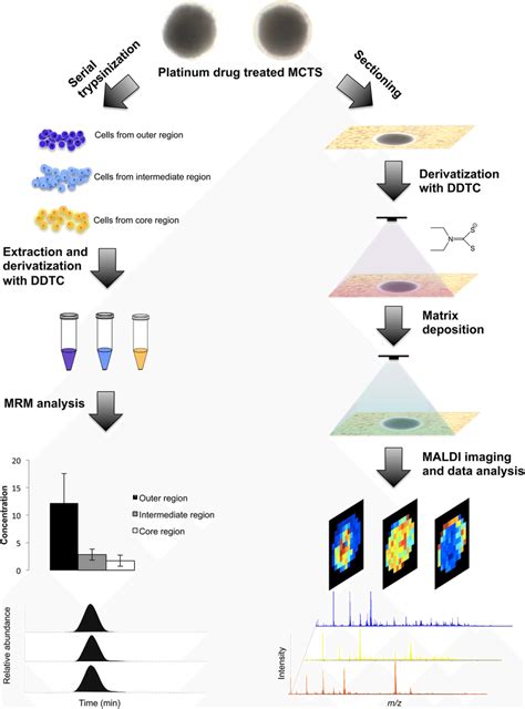 Overall Workflow For Spatial Analysis By Ims And Quantitative Analysis