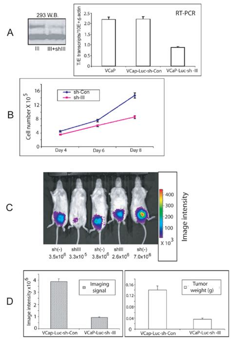 Knockdown Of The Tmprss2erg Fusion In Vcap Cells Decreases Cell