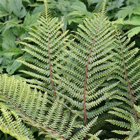 Polystichum Polyblepharum Japanese Lace Fern 9cm Pot