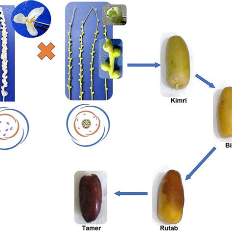 Floral Biology And Developmental Stages Of The Date Palm Fruit Download Scientific Diagram