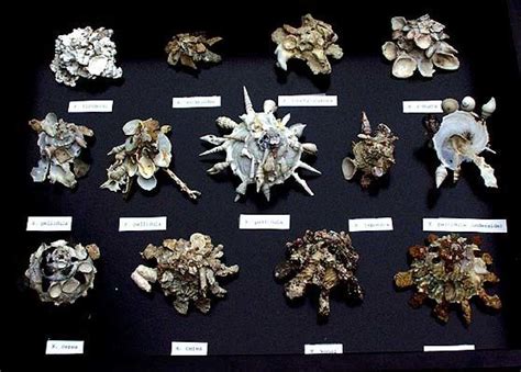 Xenophora Alchetron The Free Social Encyclopedia