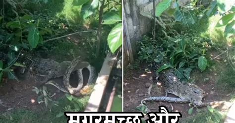 Crocodile Vs Python Video मगरमच्छ ने अजगर को चटाई धूल मुंह से दबोचकर