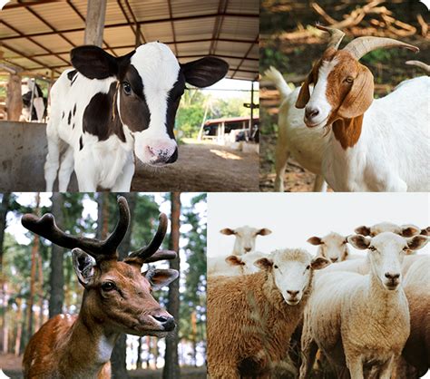 Rumen Bolus Solutions