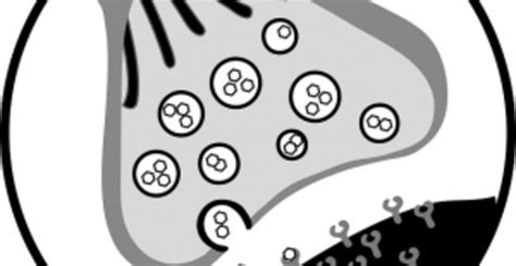 Counting Synapses By Algorithm Biotechniques