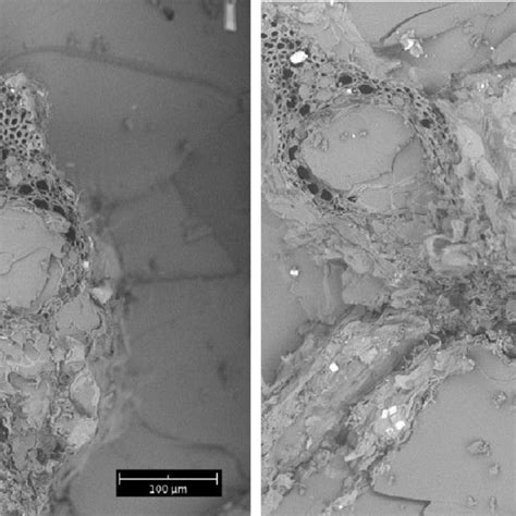 Scanning Electron Micrographs Of The Fractured Surface Of The Combined Download Scientific