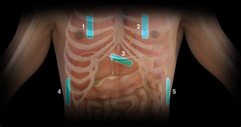 Pocus Ultrasound Point Of Care Ultrasound App