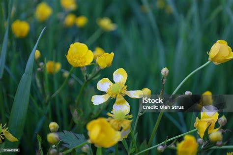 푸른 잔디 사이에 흰 반점이 있는 노란색 꽃은 그림 같은 자연 카펫을 만듭니다 이 클로즈업 사진은 자연 환경에서 각 꽃의 섬세함과 독특함을 전달합니다 0명에 대한 스톡 사진