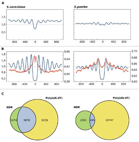 Base Composition And Nucleosomal Organization In S Cerevisiae And S