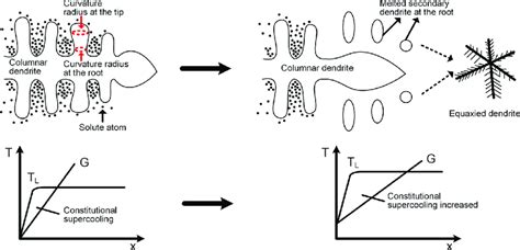 Schematic Diagram Of The Broken Up Of The Columnar Dendrite Download Scientific Diagram