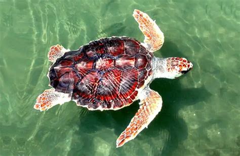 Loggerhead Description Habitat Image Diet And Interesting Facts